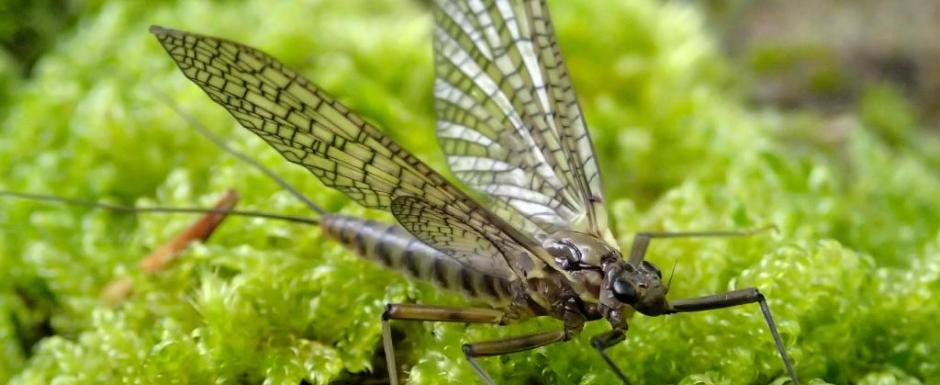 Les invertébrés ~ Fédération du Puy de Dôme pour la Pêche et la ...